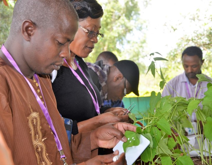 MEDIA RELEASE| Enhancing African orphan crops with genomics – African ...